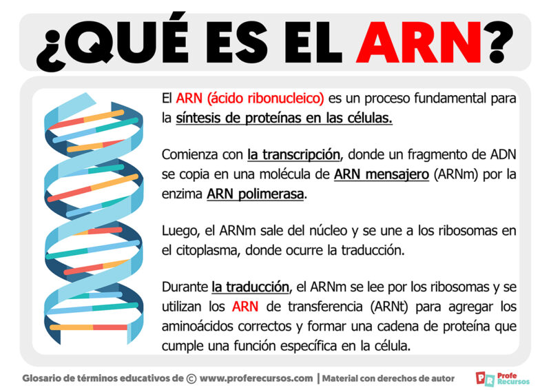 Qué es el ARN | Definición de ARN