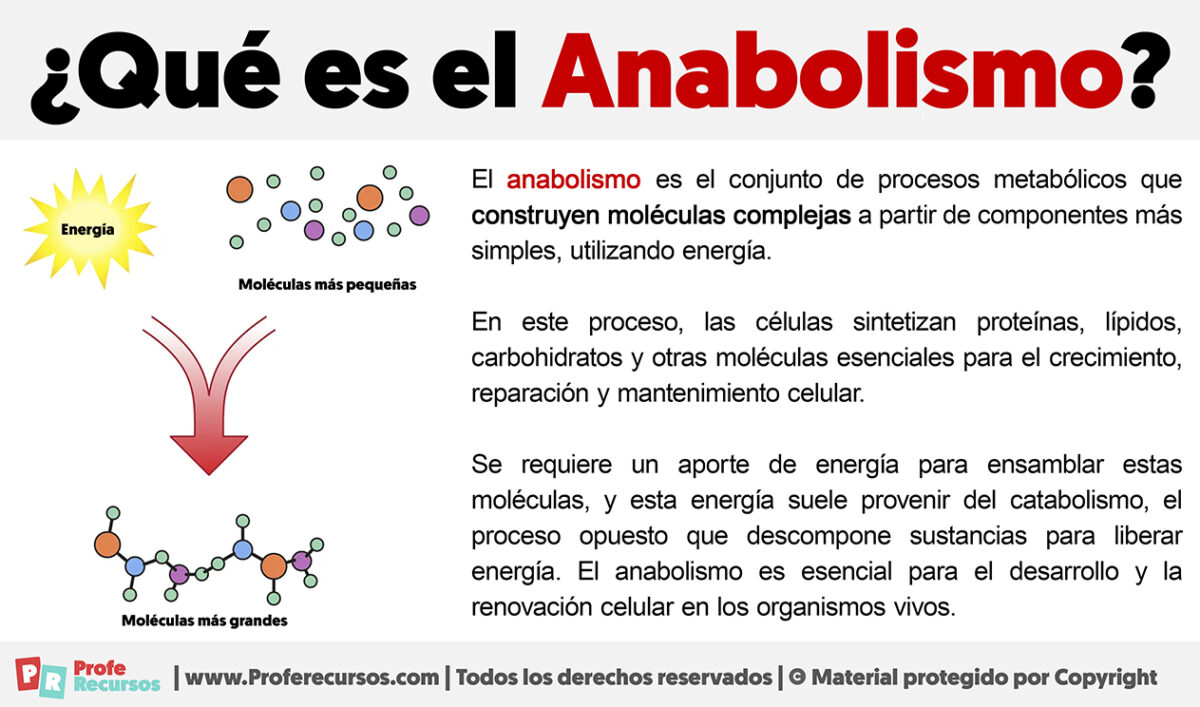 Qué es el Anabolismo | Definición de Anabolismo