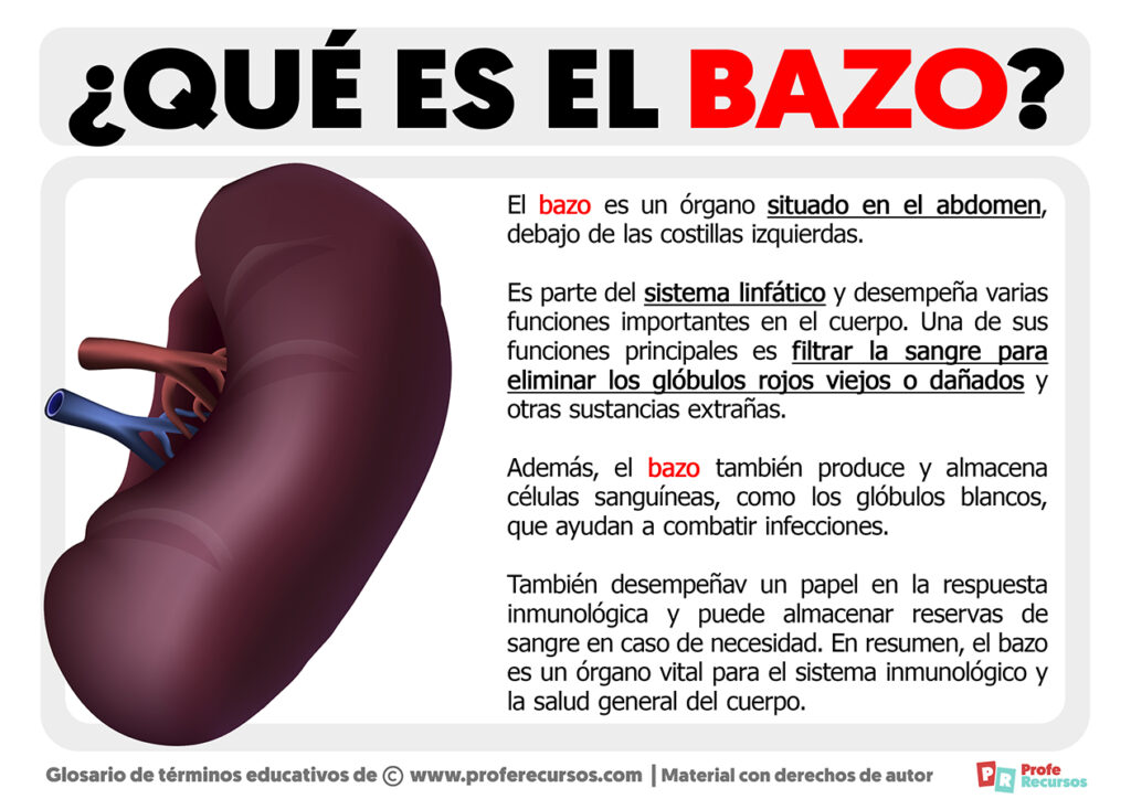 Qué es el Bazo | Definición de Bazo