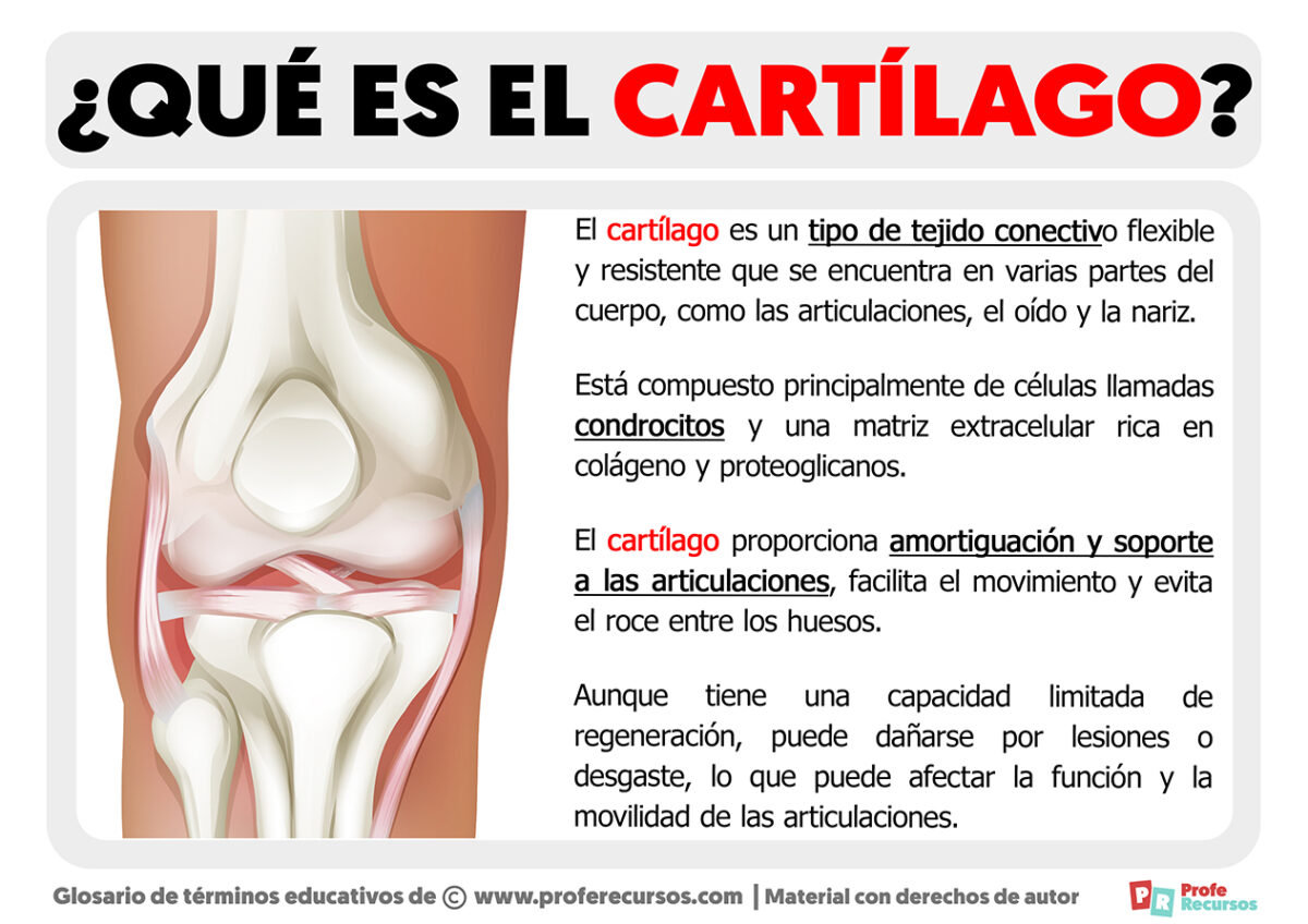 Qué es el Cartílago | Definición de Cartílago