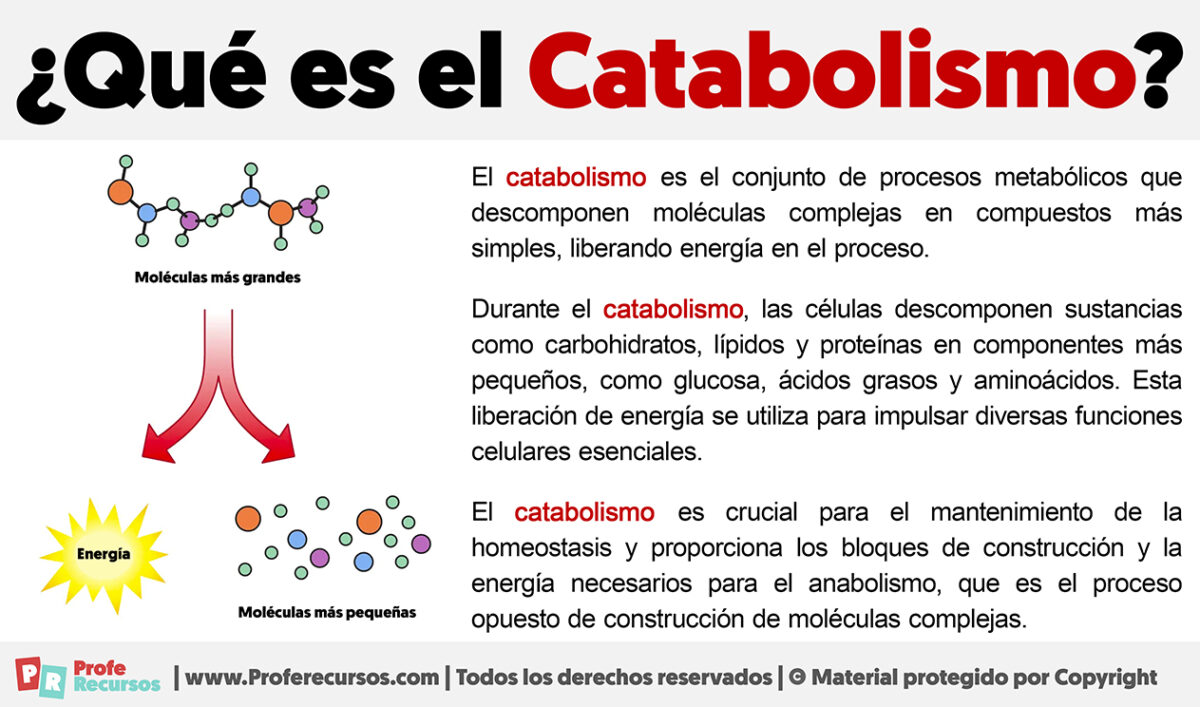 Qué es el Catabolismo | Definición de Catabolismo