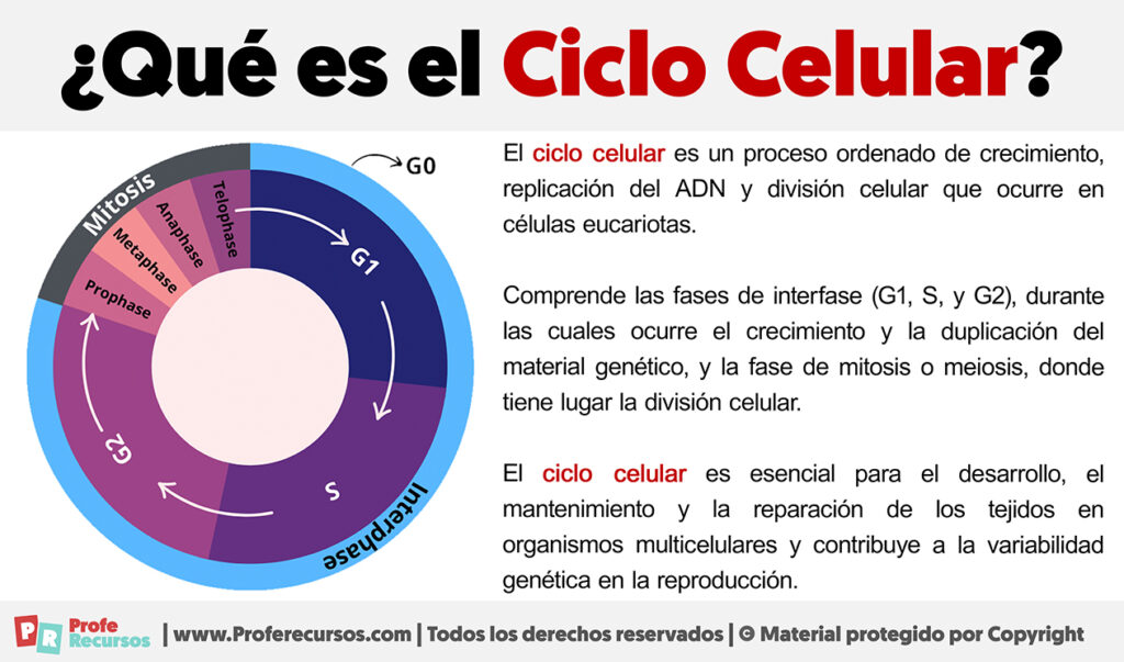 Qué es el Ciclo Celular