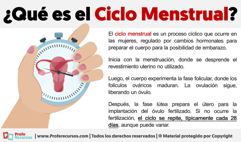 Qué es el Ciclo Menstrual
