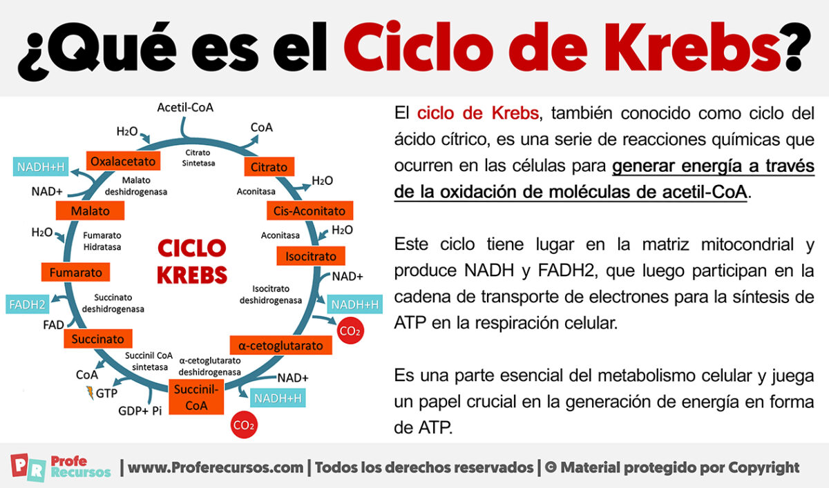 Qué es el Ciclo de Krebs