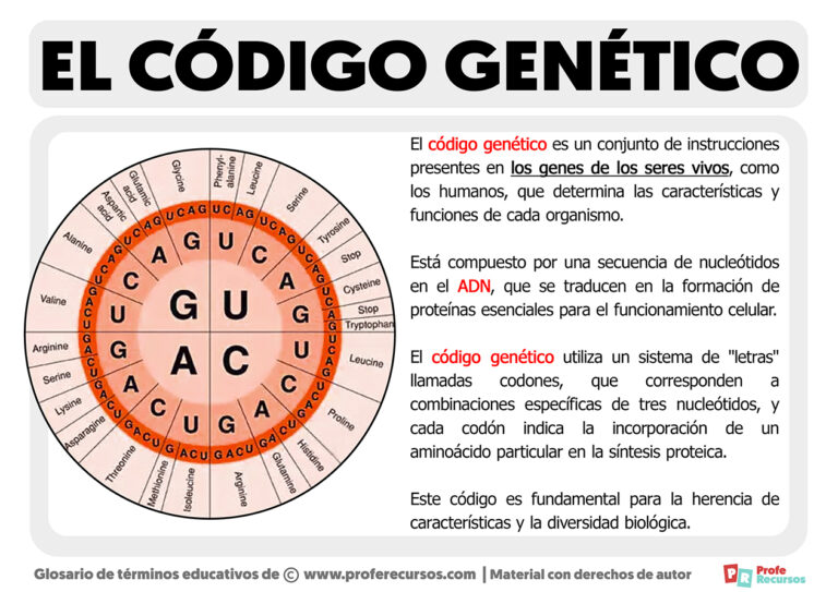 Qué es el Código Genético Qué es el Código Genético