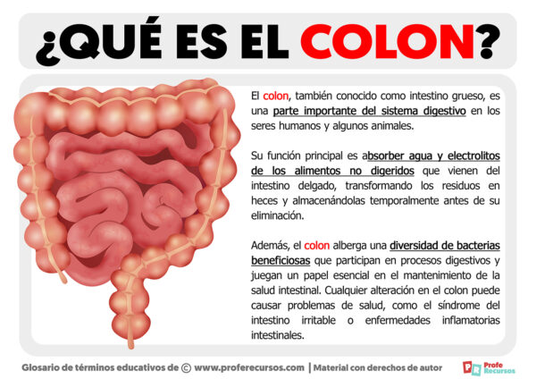 Qué es el Colon | Definición de Colon