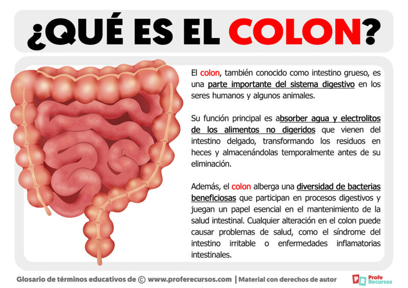 Qué es el Colon | Definición de Colon