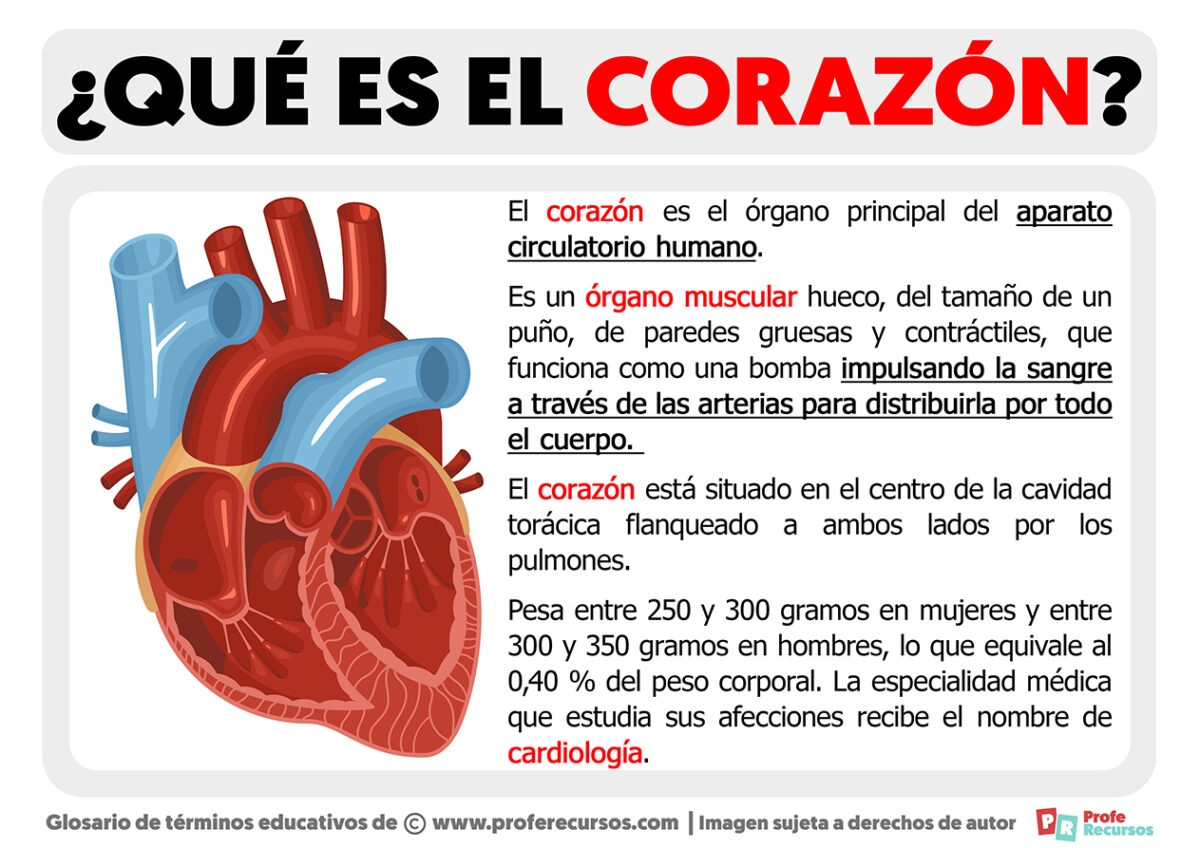 Qué es el Corazón | Definición de Corazón Qué es el Corazón | Definición de Corazón