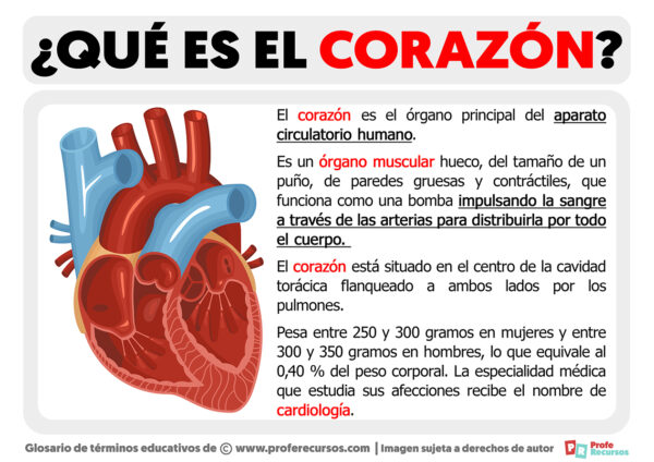Qué es el Corazón | Definición de Corazón