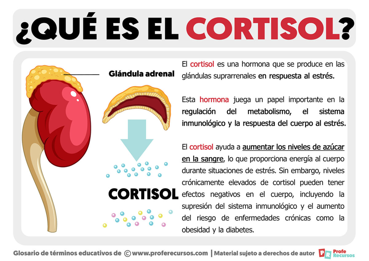 Qué es el Cortisol | Definición de Cortisol Qué es el Cortisol | Definición de Cortisol