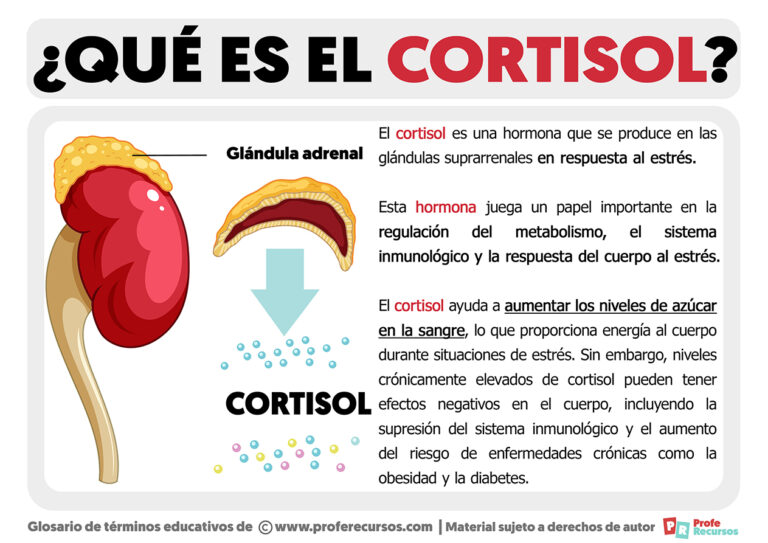 Qué es el Cortisol | Definición de Cortisol