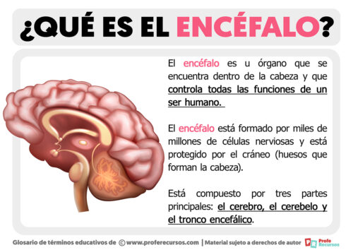 ¿Qué es el Encéfalo?