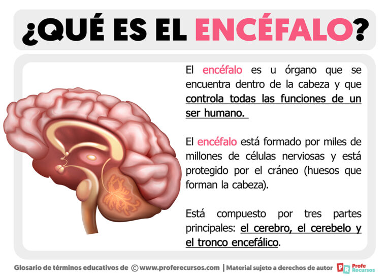 ¿Qué es el Encéfalo?