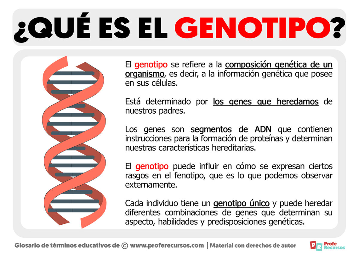 Qué es el Genotipo | Definición de Genotipo