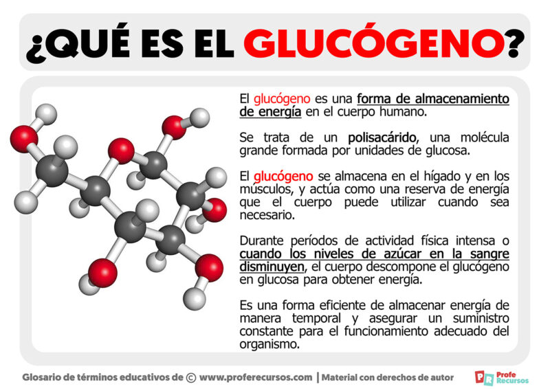 Qué es el Glucógeno | Definición de Glucógeno
