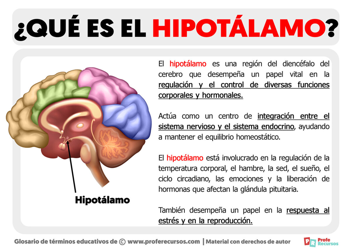 Qué Es El Hipotálamo Definición De Hipotálamo