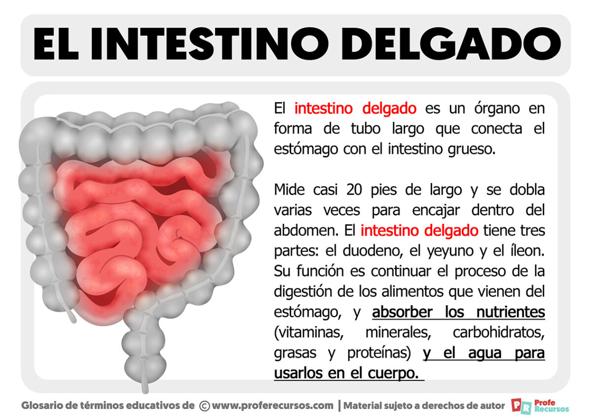 ¿Qué es el Intestino Delgado?