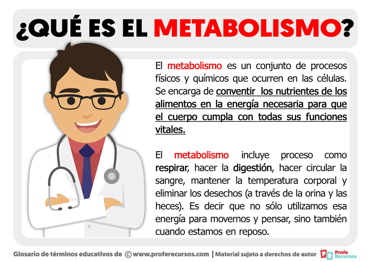 ¿Qué es el Metabolismo? ¿Qué es el Metabolismo?