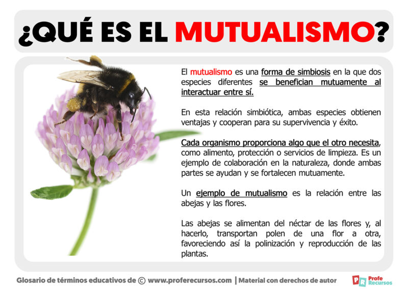 Qué es el Mutualismo | Definición de Mutualismo