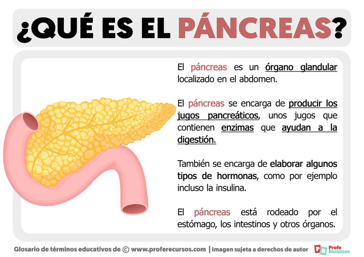 Qué es el Páncreas | Definición de Páncreas