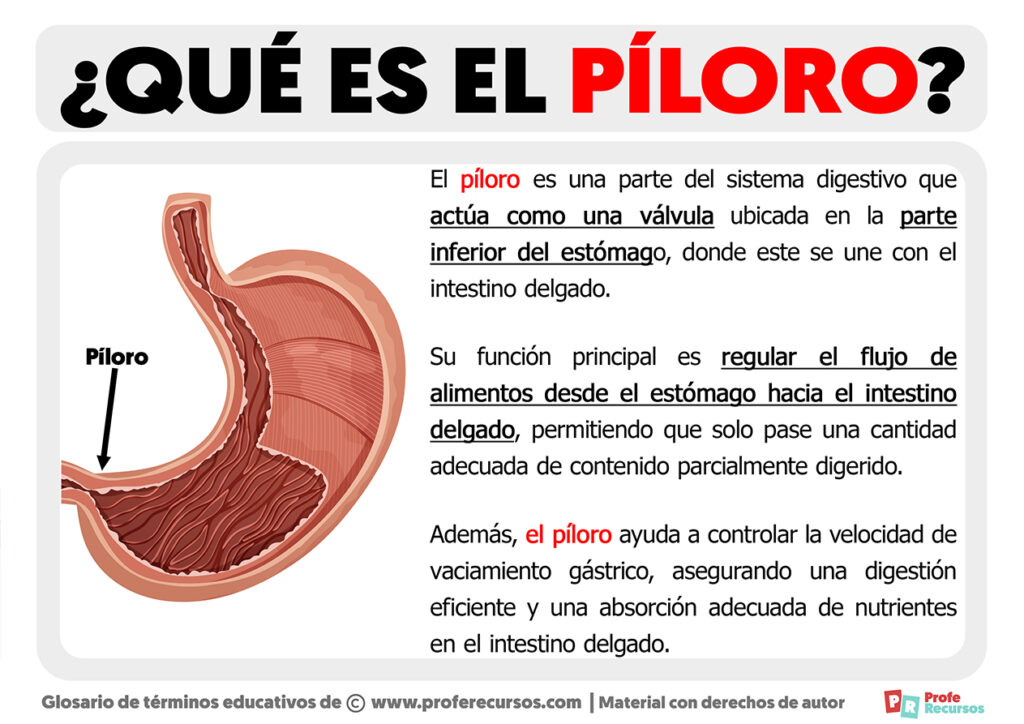 Qué es el Píloro | Definición de Píloro