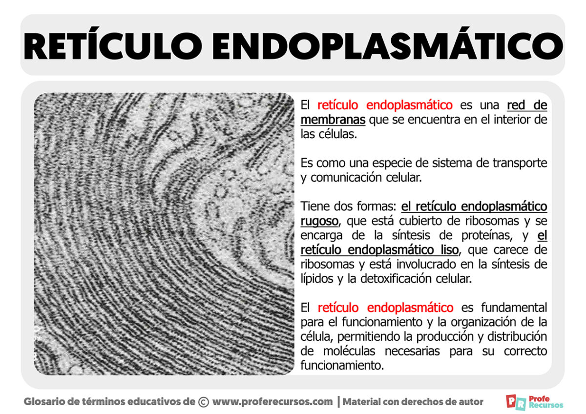 ¿Qué es el Retículo Endoplasmático?