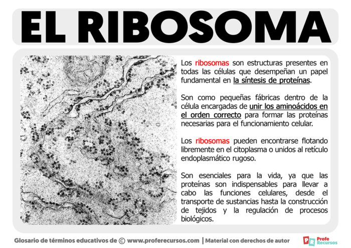 Qué es el Ribosoma?
