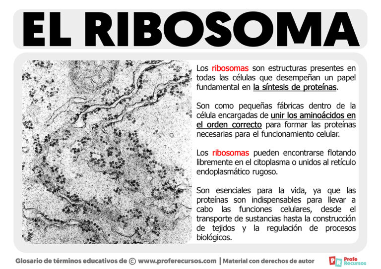 Qué es el Ribosoma?