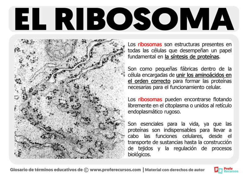 Qué es el Ribosoma?