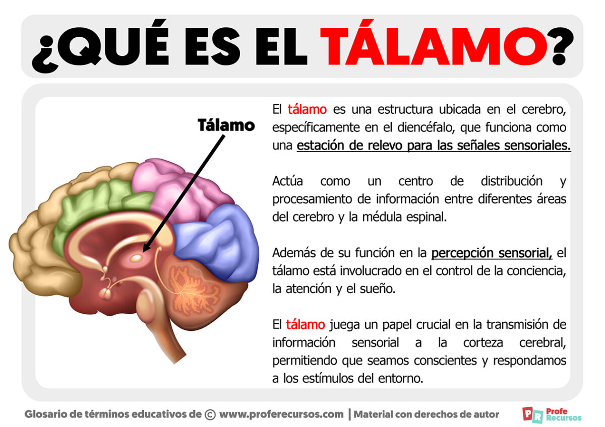 Qué es el Tálamo | Definición de Tálamo