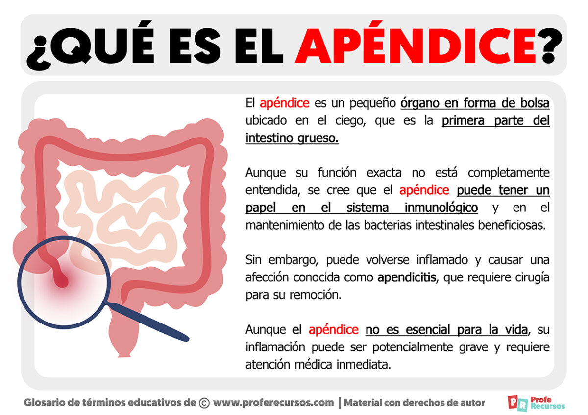 Qué es el Apéndice | Definición de Apéndice