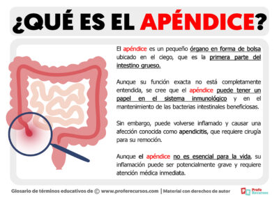 Qué es el Apéndice | Definición de Apéndice