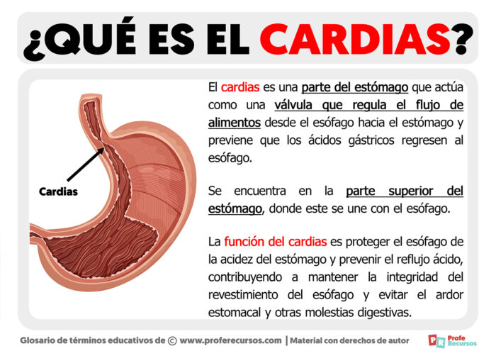 Qué es el Cardias | Definición de Cardias