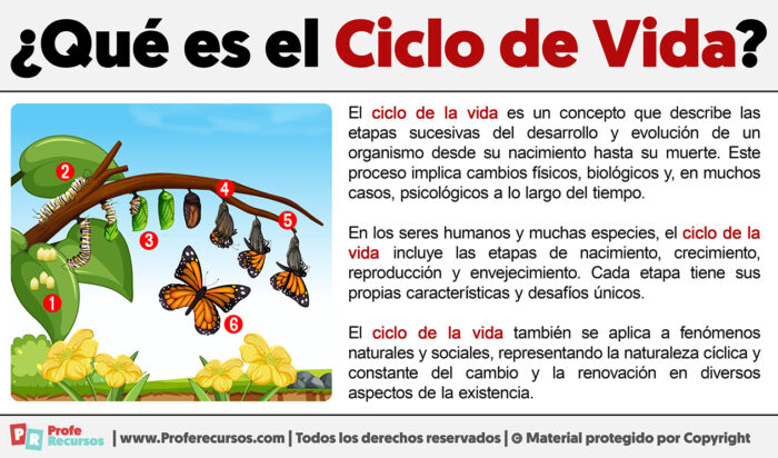 Qué es el Ciclo de la Vida