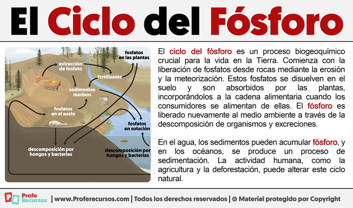 Qué es el Ciclo del Fósforo
