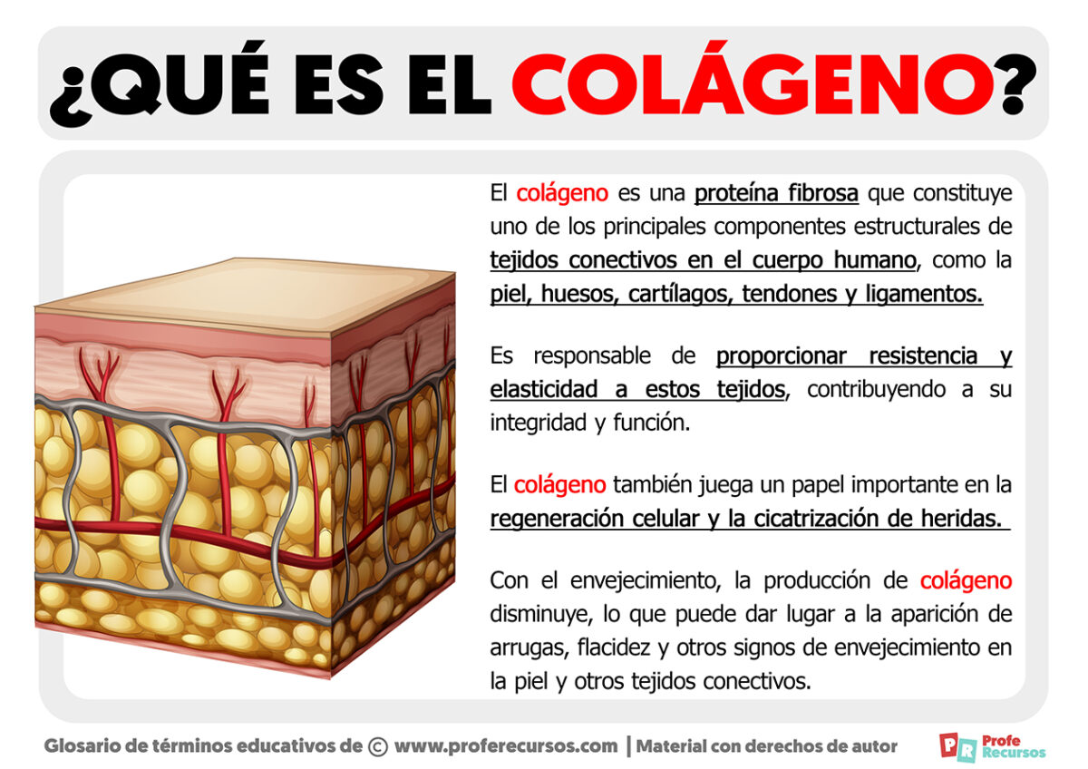 Qué es el Colágeno | Definición de Colágeno