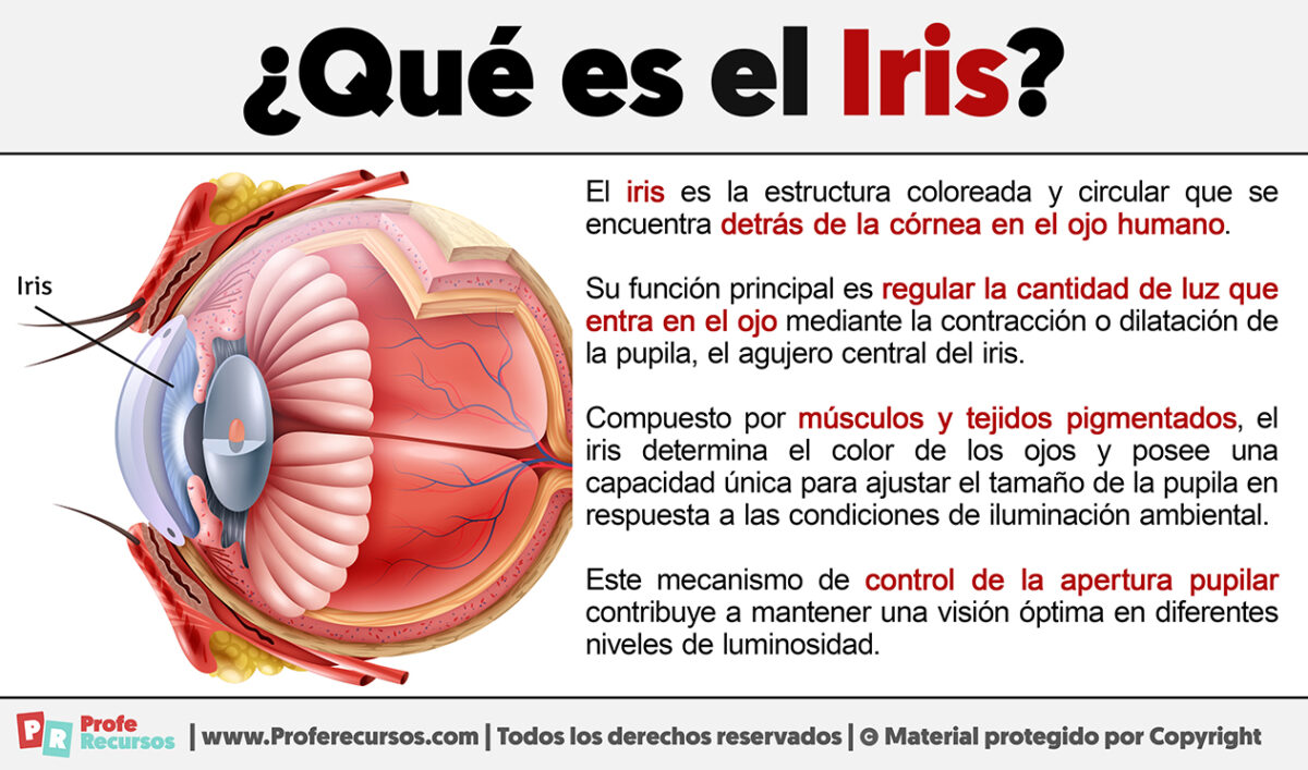 Qué es el Iris | Definición de Iris del Ojo
