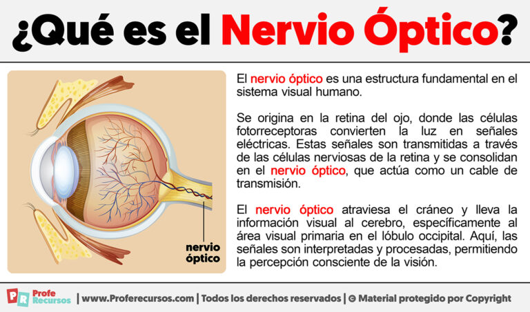 Qué es el Nervio Óptico | Definición