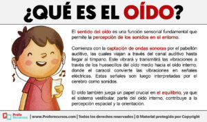 Qué es el Oído | Sentido del Oído