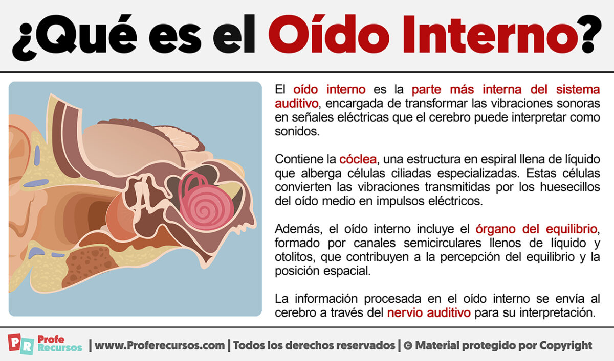 Qué es el Oído Interno