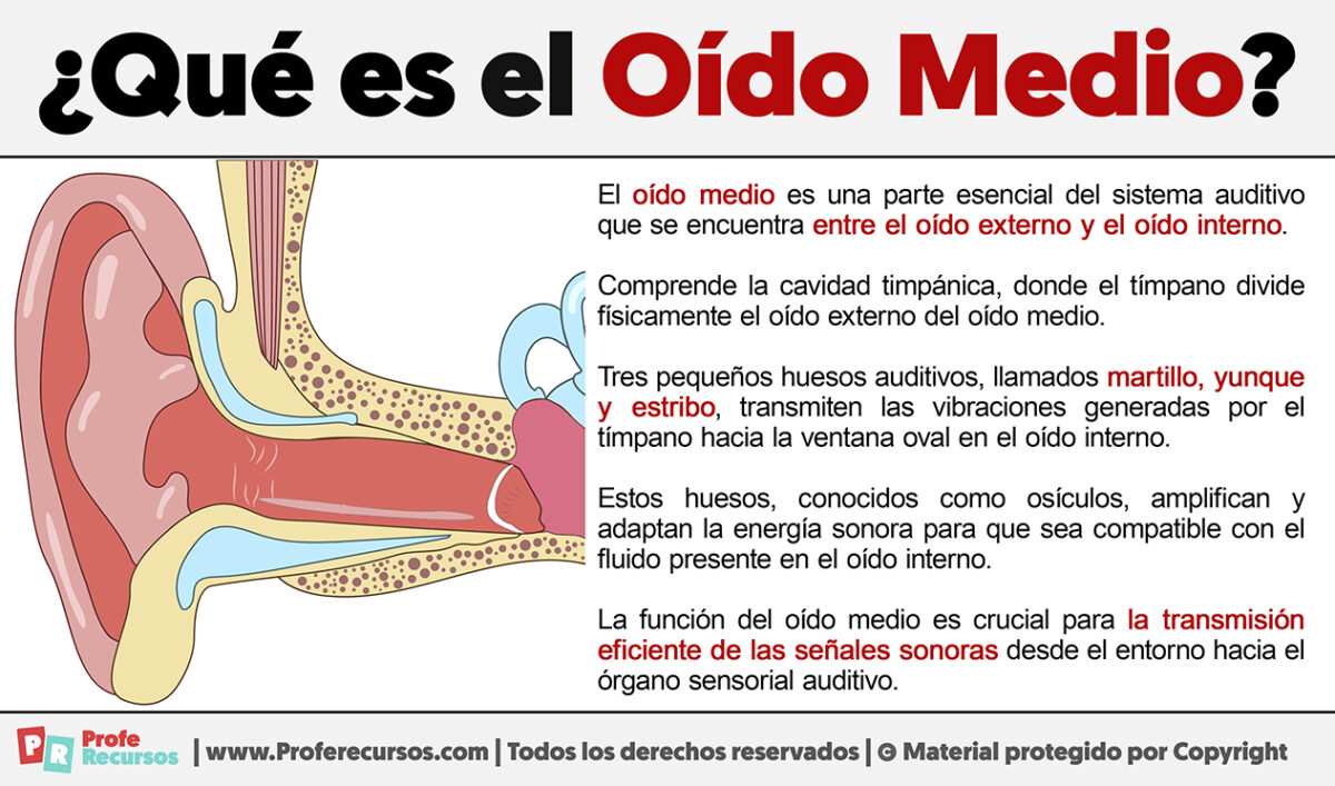 Qué es el Oído Medio