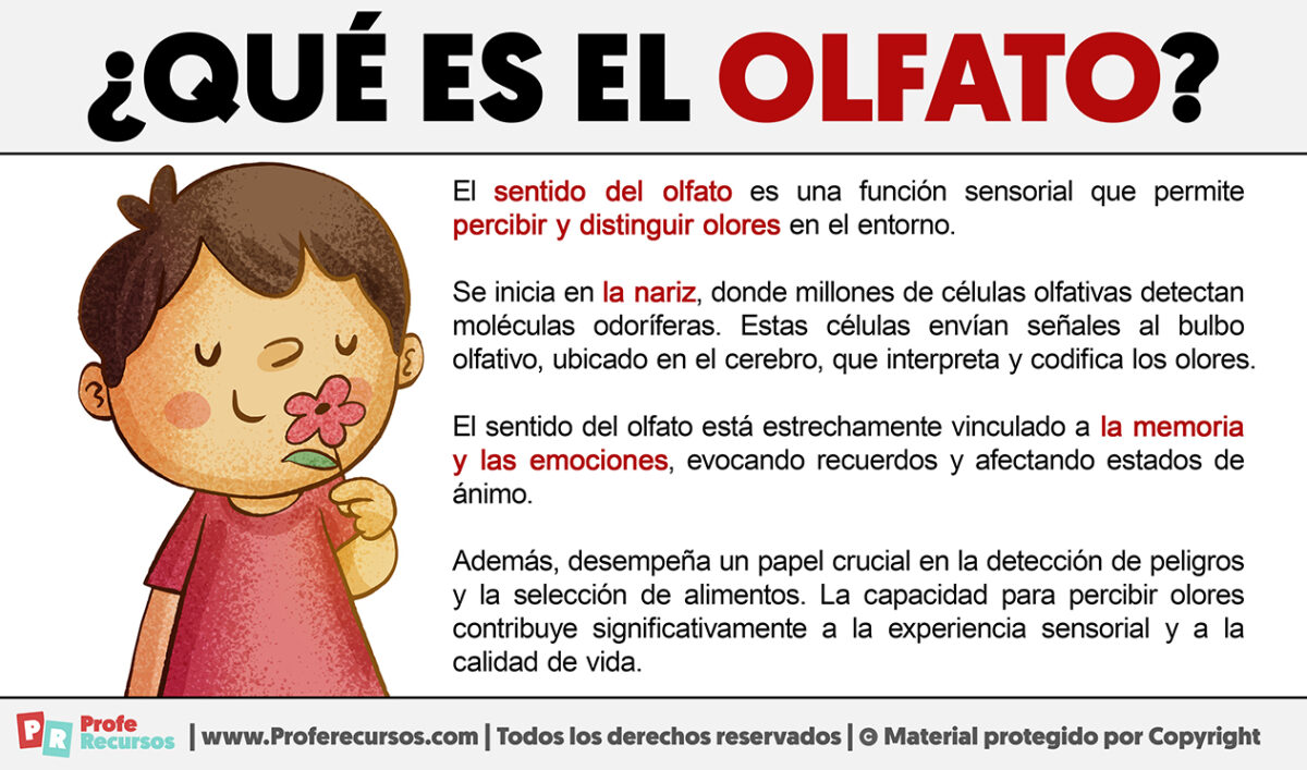 ¿Qué es el lfato | Sentido del Olfato