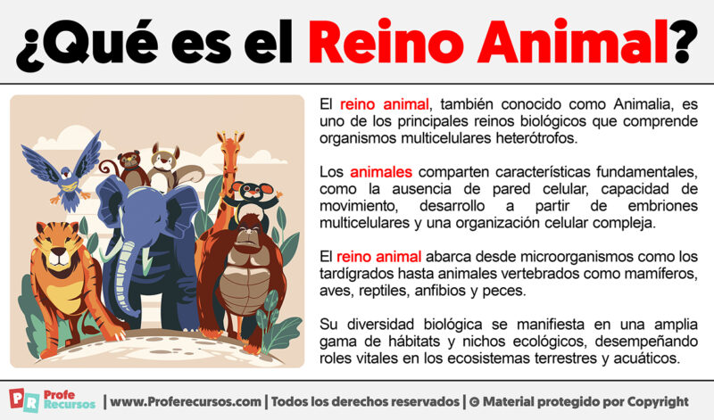 Qué es el Reino Animal