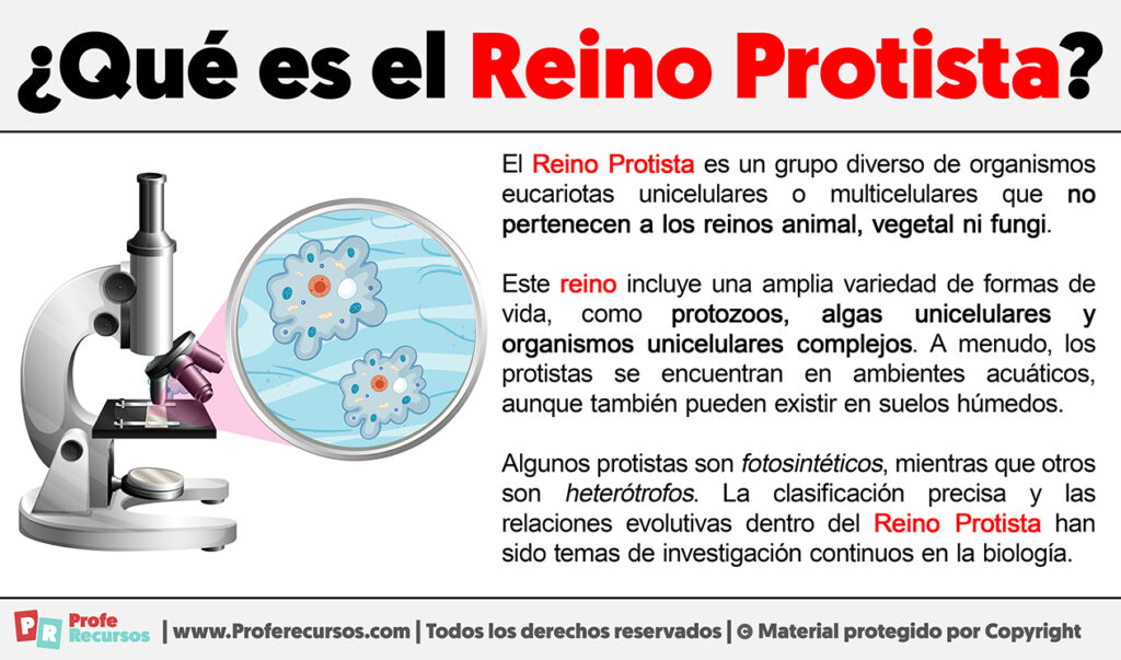 Qué es el Reino Protista