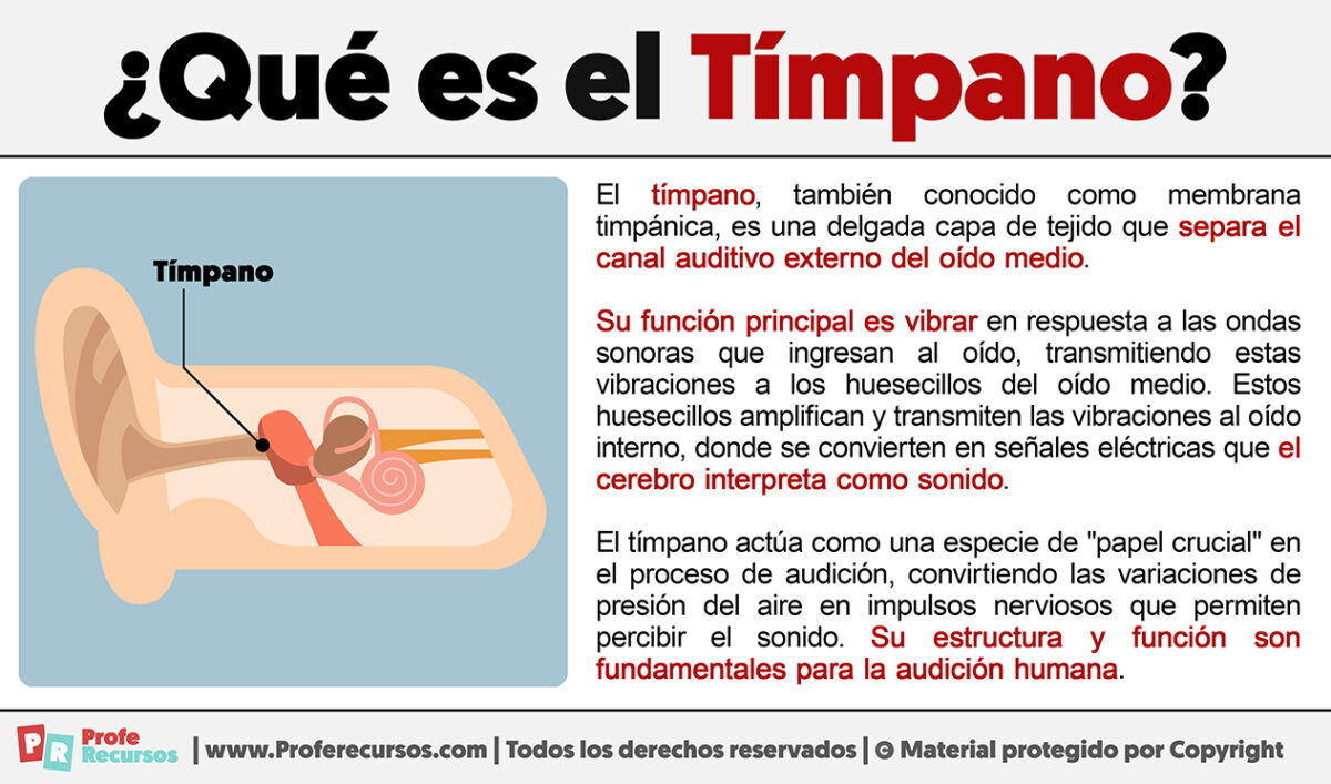 Qué es el Tímpano | Definición de Tímpano