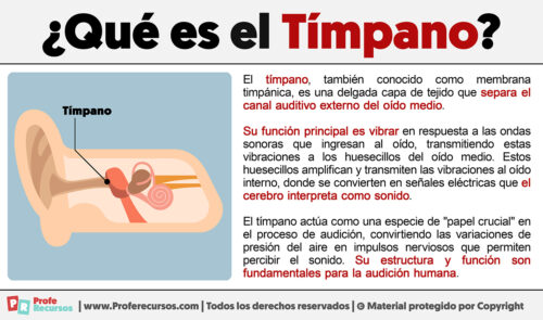 Qué es el Tímpano | Definición de Tímpano