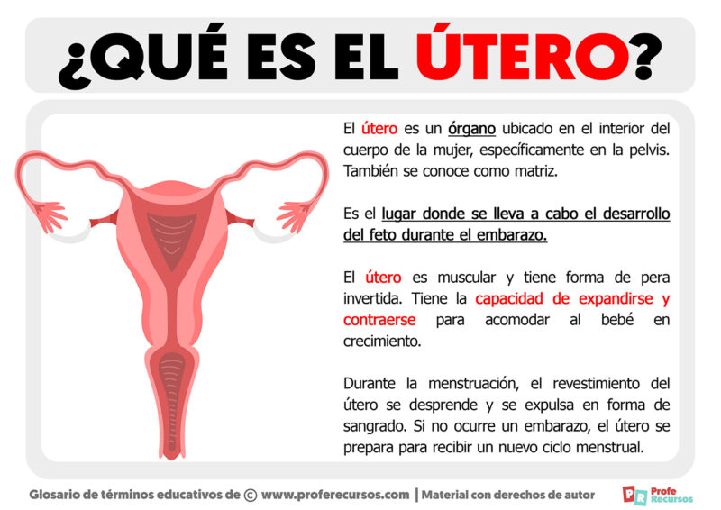 Qué es el Útero | Definición de Útero