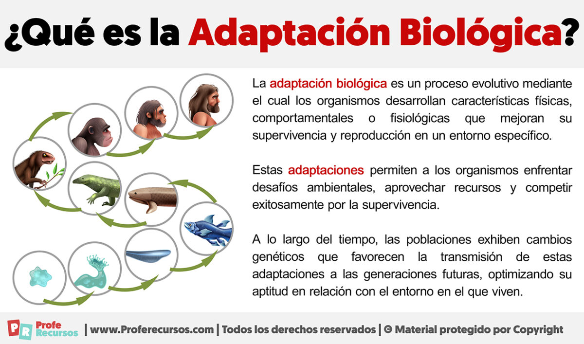 Qué es la Adaptación Biológica