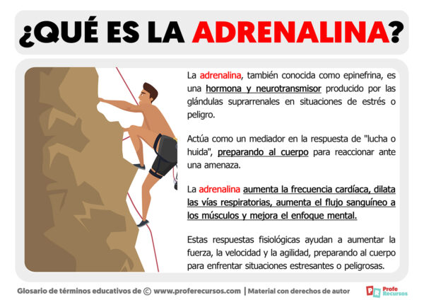 Dónde Se Produce La Adrenalina Y Cuál Es Su Función – EOCRFT