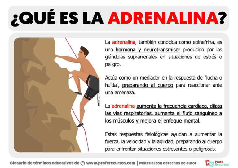 Qué es la Adrenalina | Definición de Adrenalina